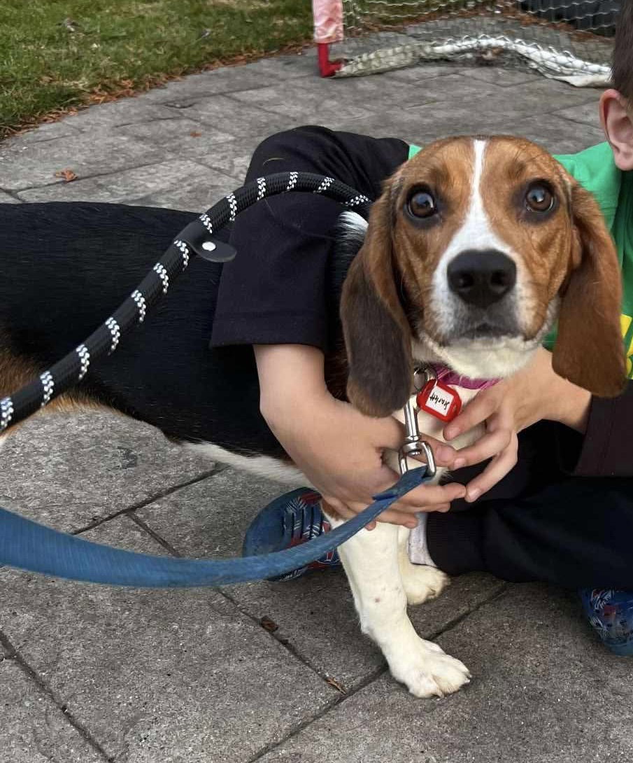 Dog for Adoption - Scarlett, a Beagle in New York City, NY | Alpha Paw