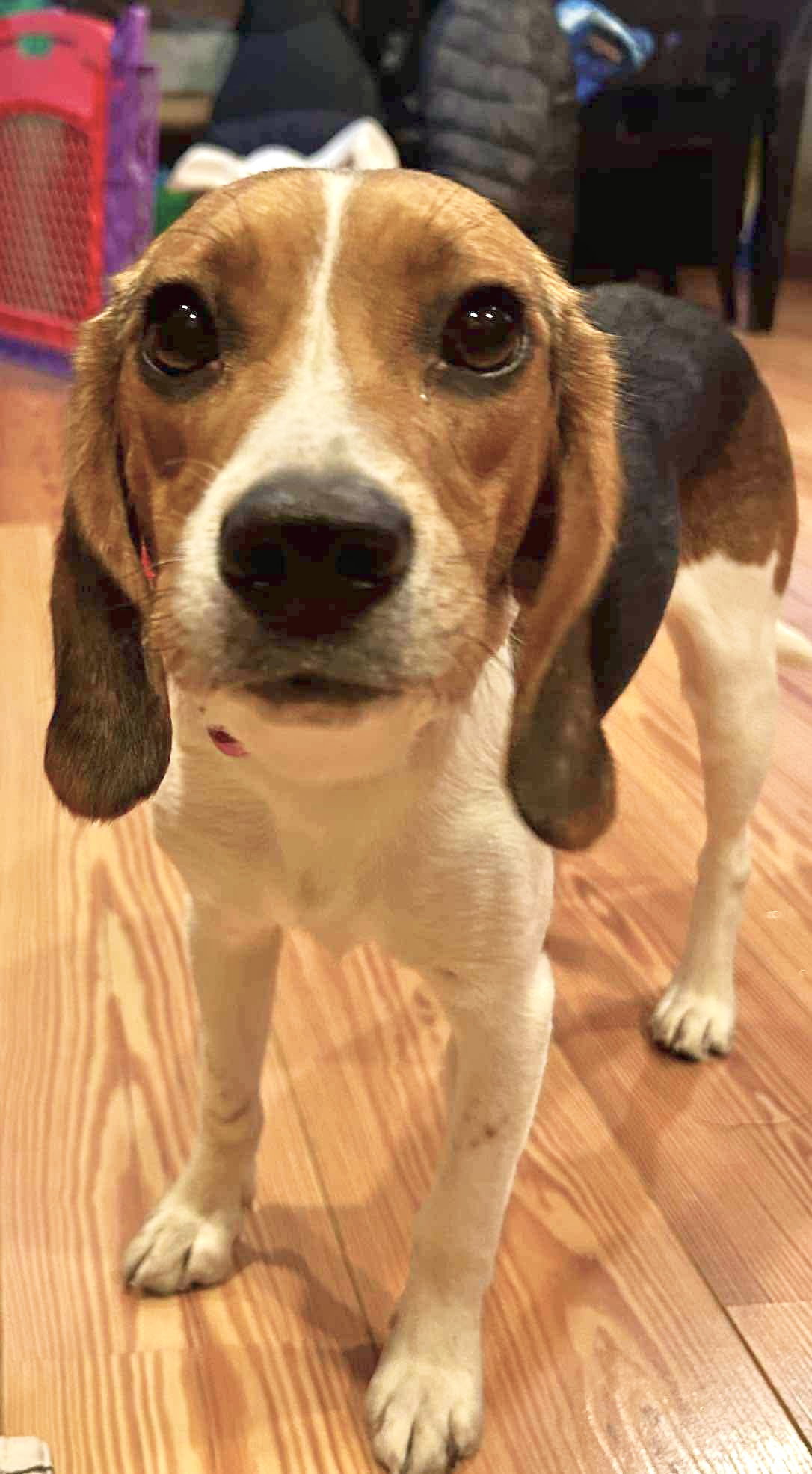 Dog for Adoption - Scarlett, a Beagle in New York City, NY | Alpha Paw