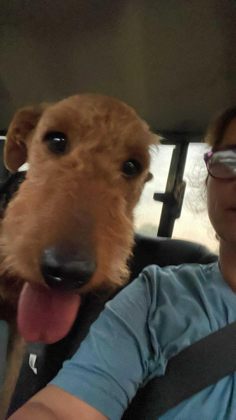 Dog for Adoption - Jenny, a Airedale Terrier in Manhattan, NY | Alpha Paw