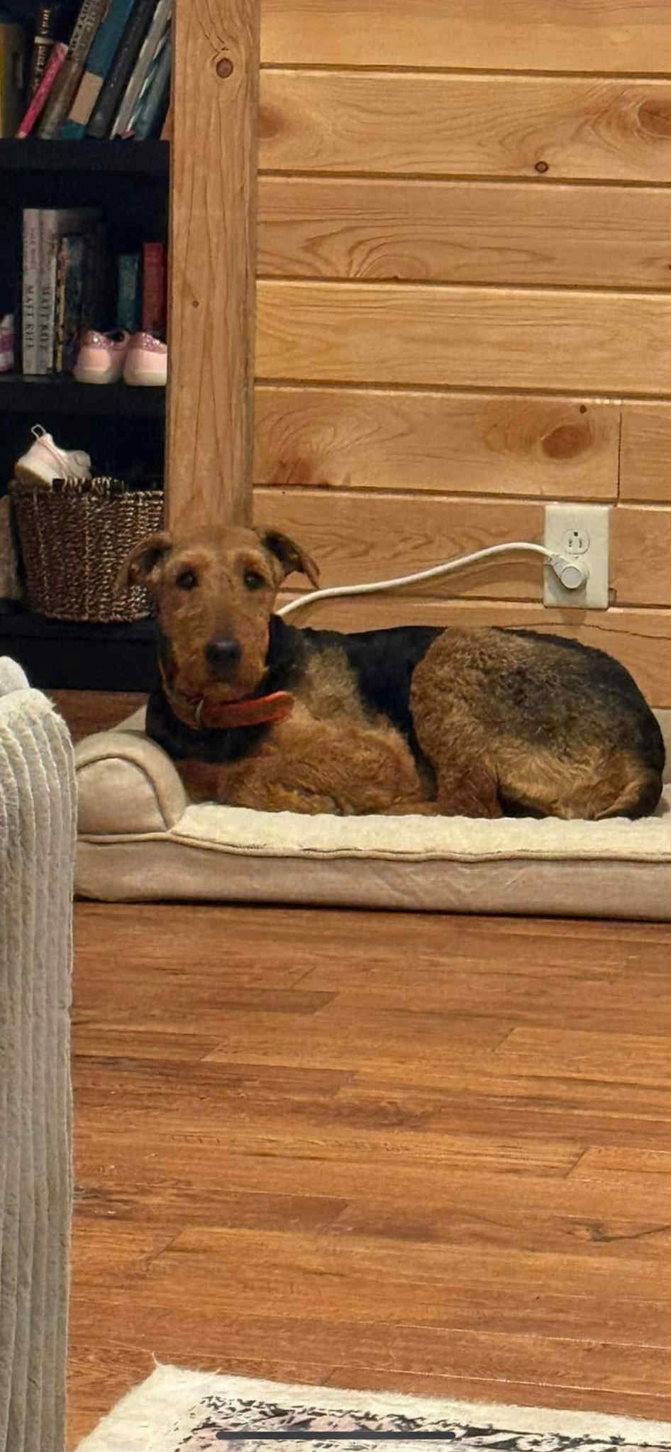 Dog for Adoption - Jenny, a Airedale Terrier in Manhattan, NY | Alpha Paw
