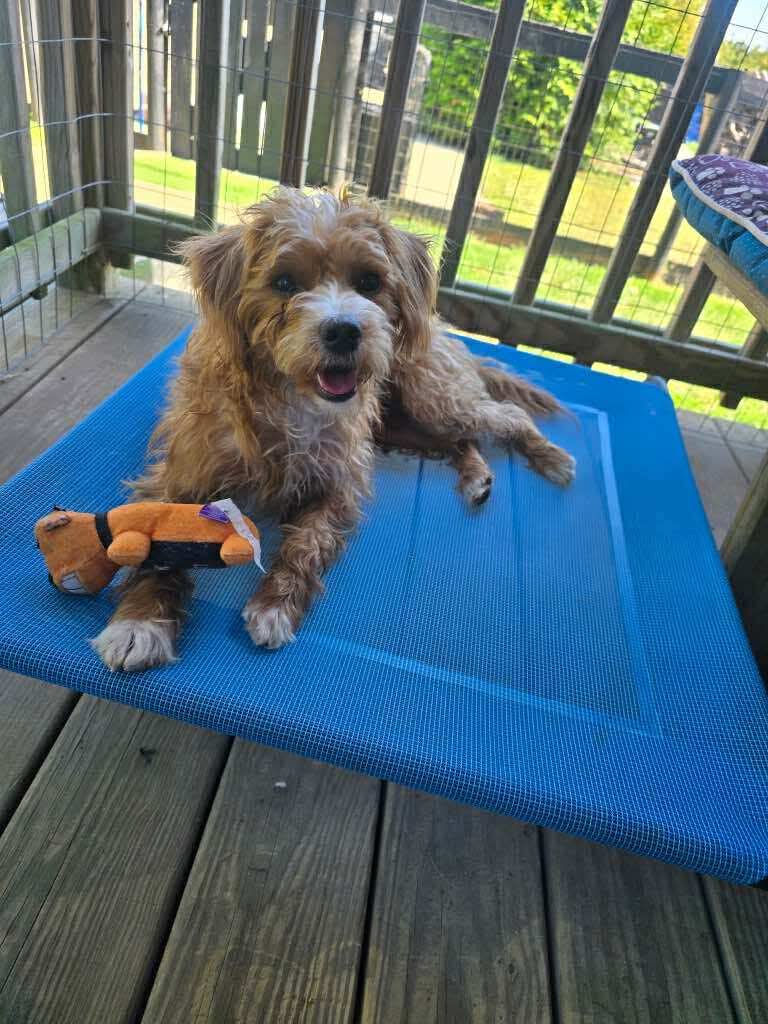 Dog for Adoption - Pebbles, a Poodle (Miniature) in Newark, NJ | Alpha Paw