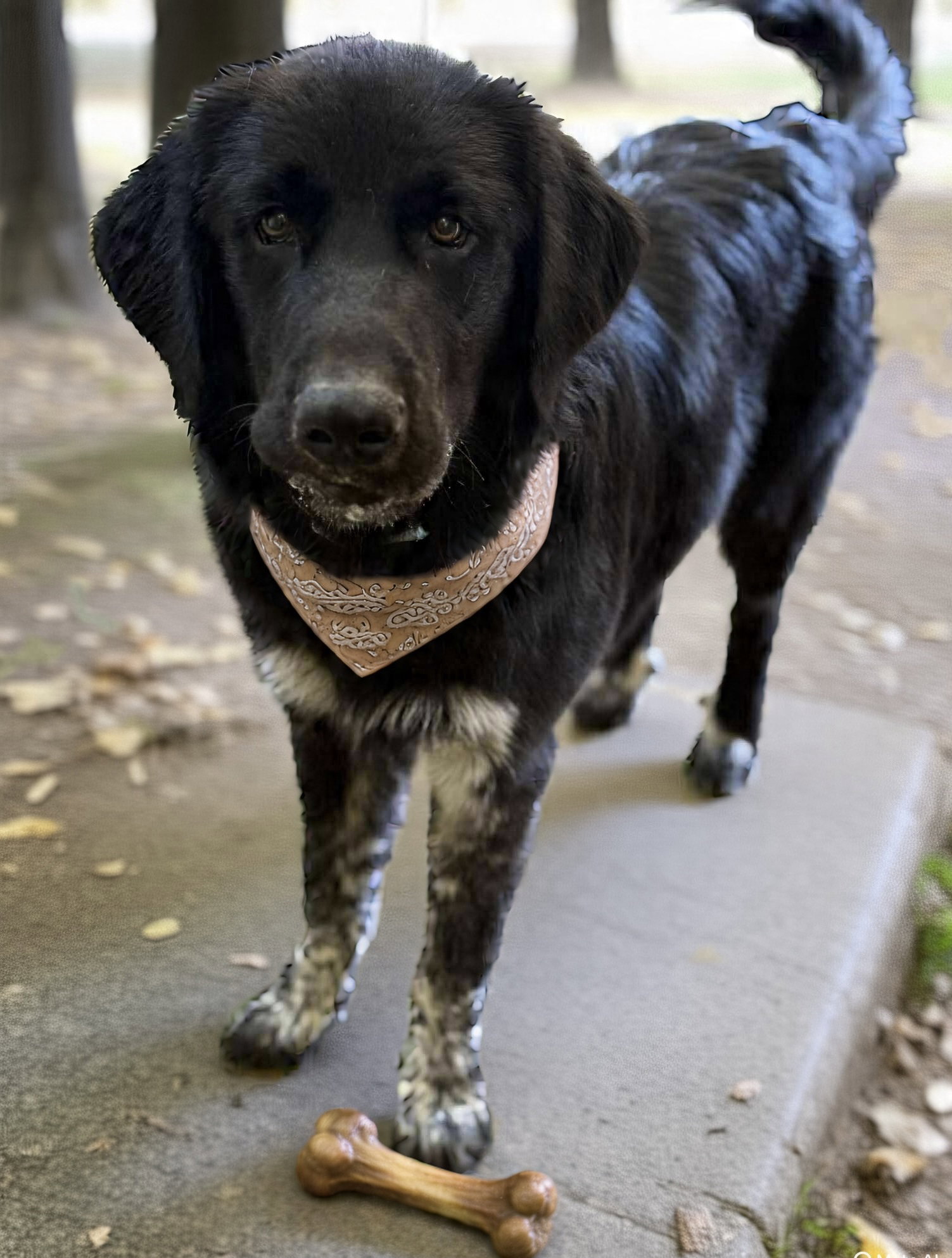 Dog for Adoption - Sisco, a in Peekskill, NY | Alpha Paw