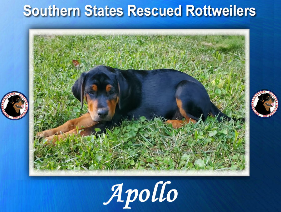 Apollo's Web Page