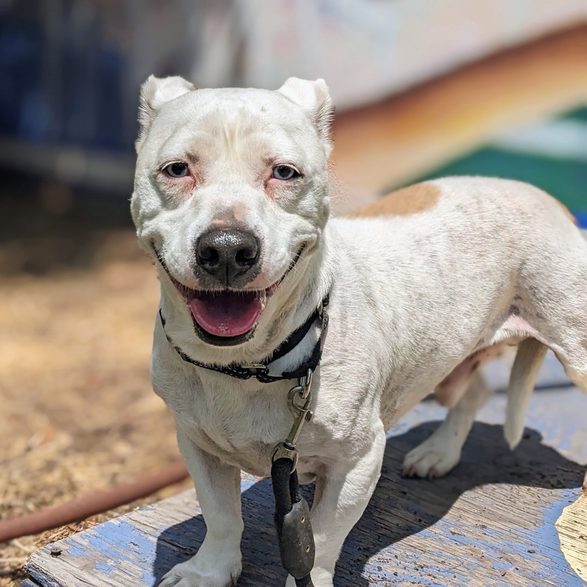Chico