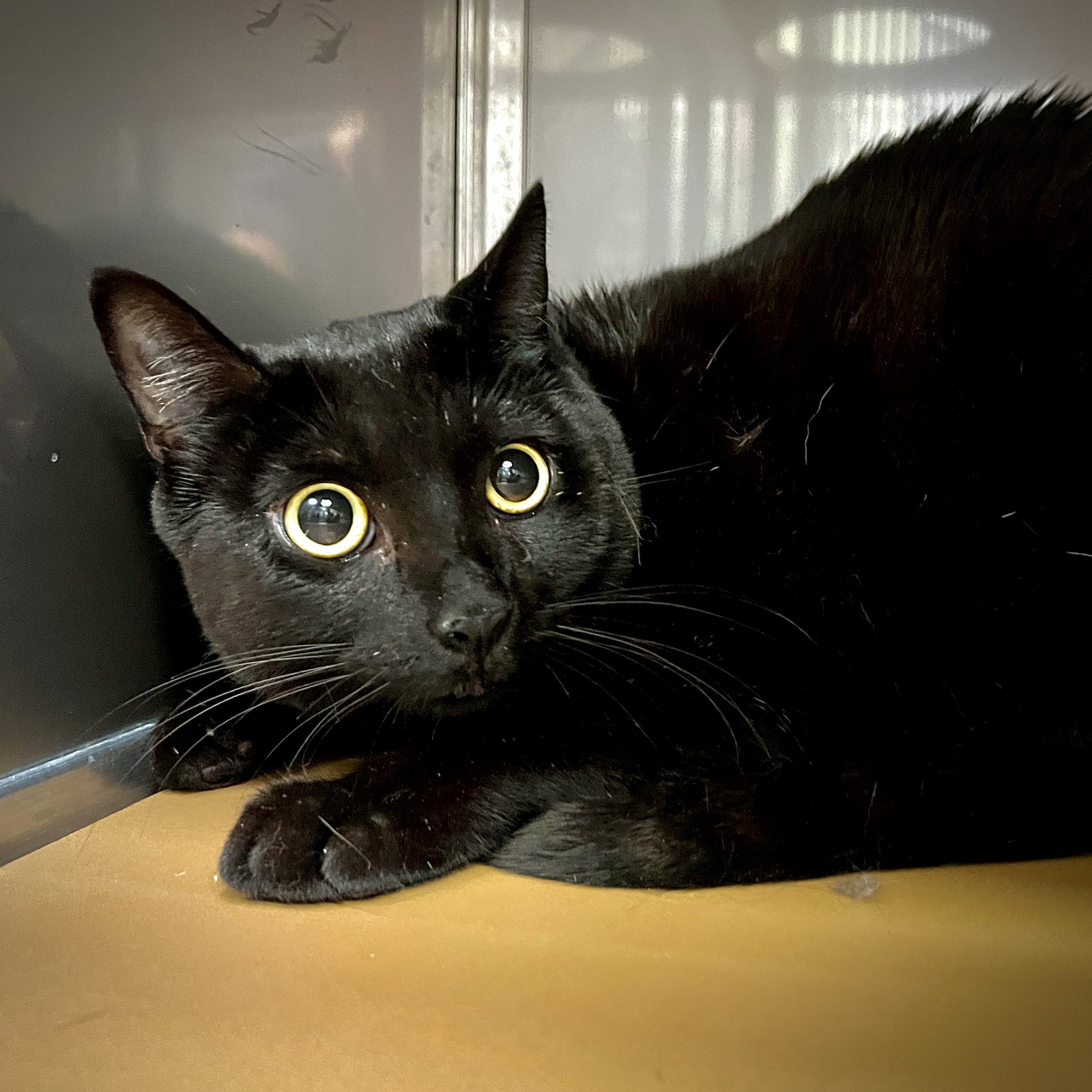 Trix(Bonded with Weazie)