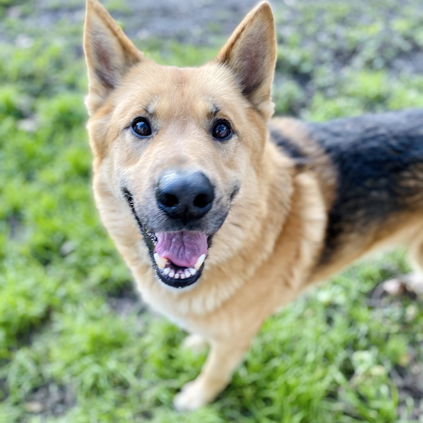 What Breed Is Hercules The Dog