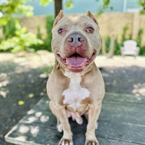 Adoptable Dogs