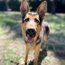 Adoptable Dogs