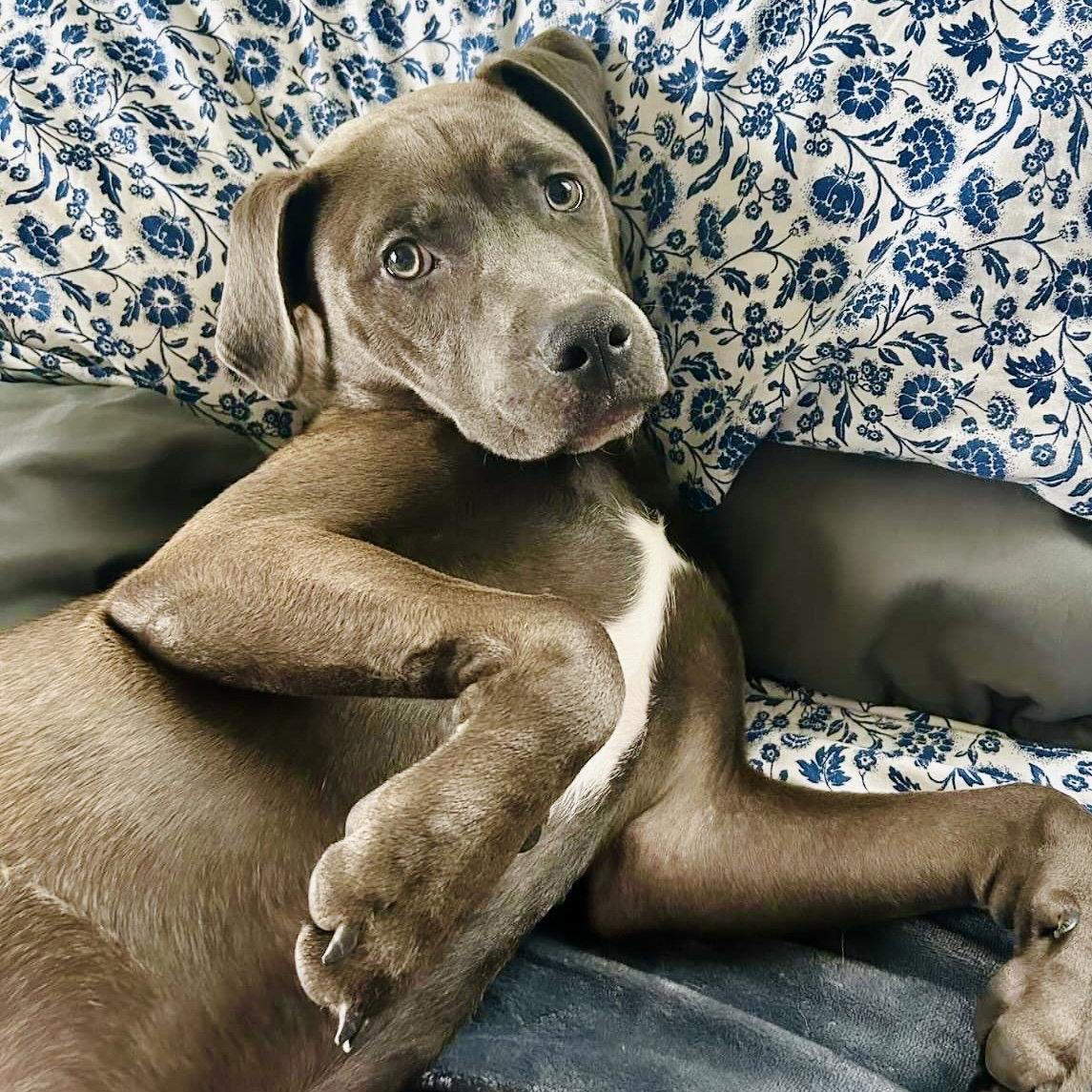 Zane