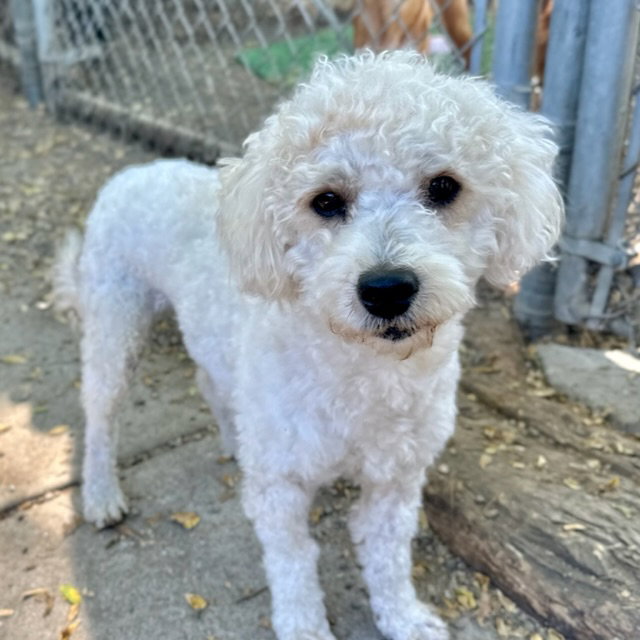 Benny