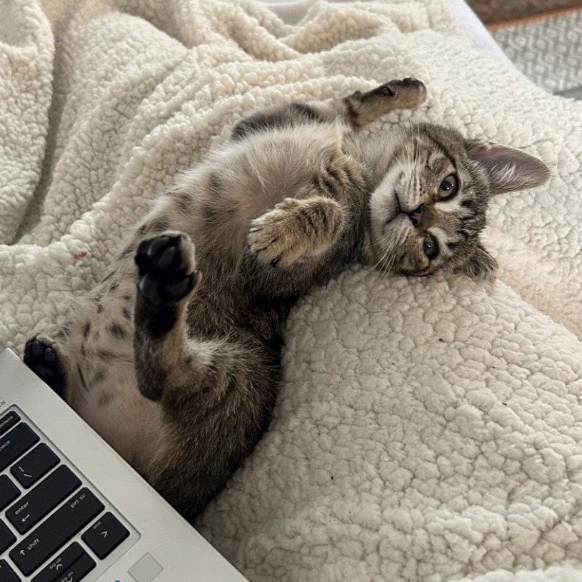 Pounce