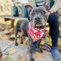 Adoptable Dogs