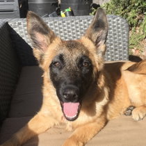 Adoptable Dogs