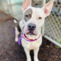 Adoptable Dogs
