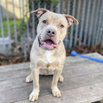 Adoptable Dogs