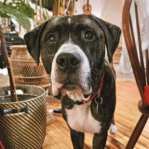Adoptable Dogs