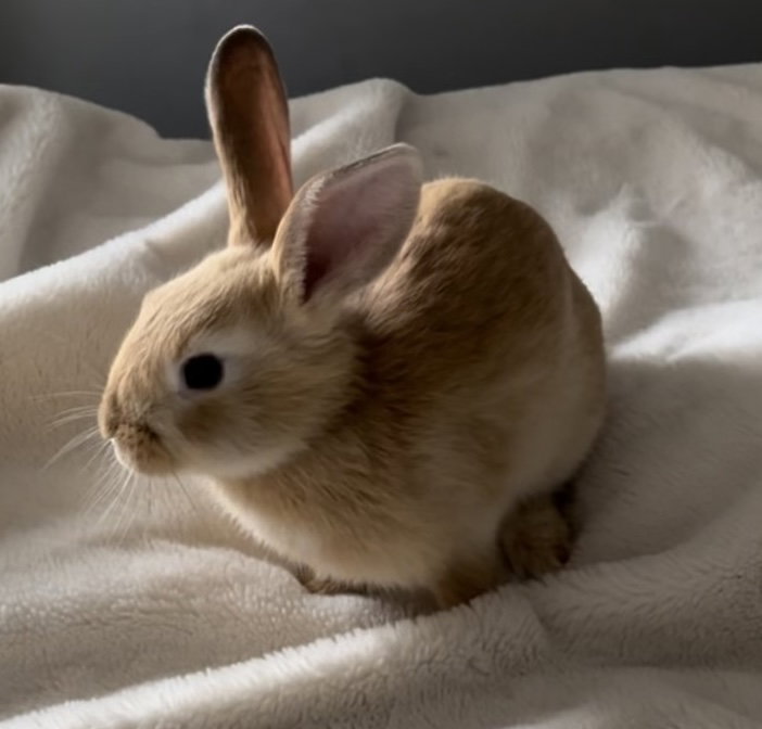 Carrot
