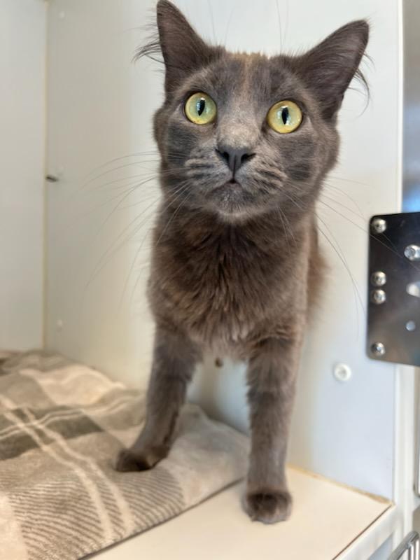 Cats for Adoption in San Mateo County, California | Alpha Paw