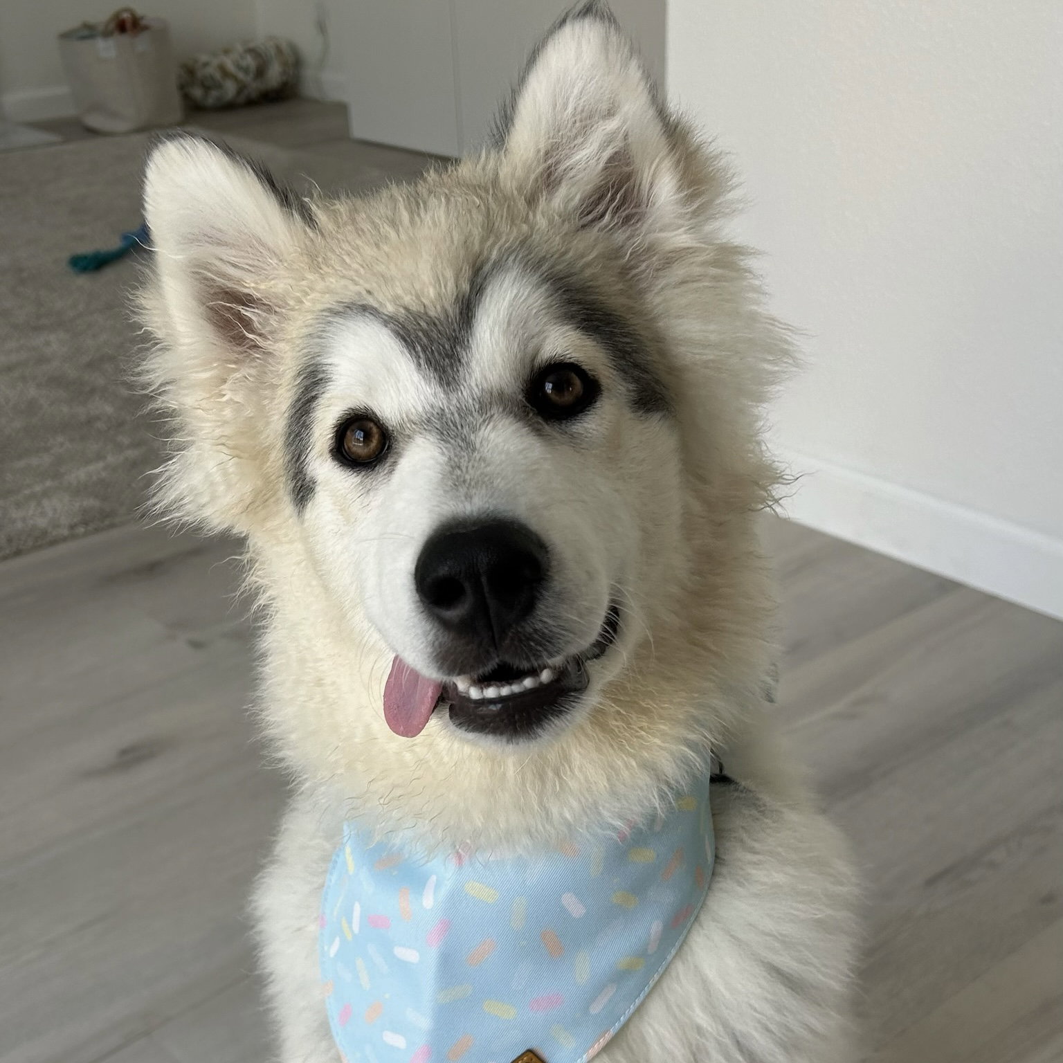 Lex