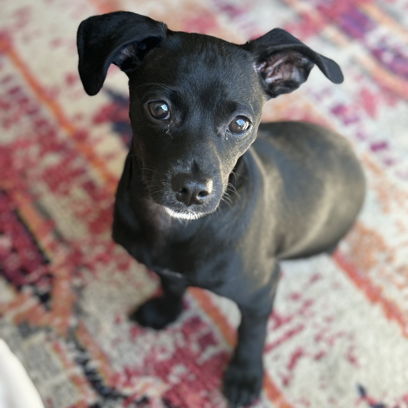 Pip