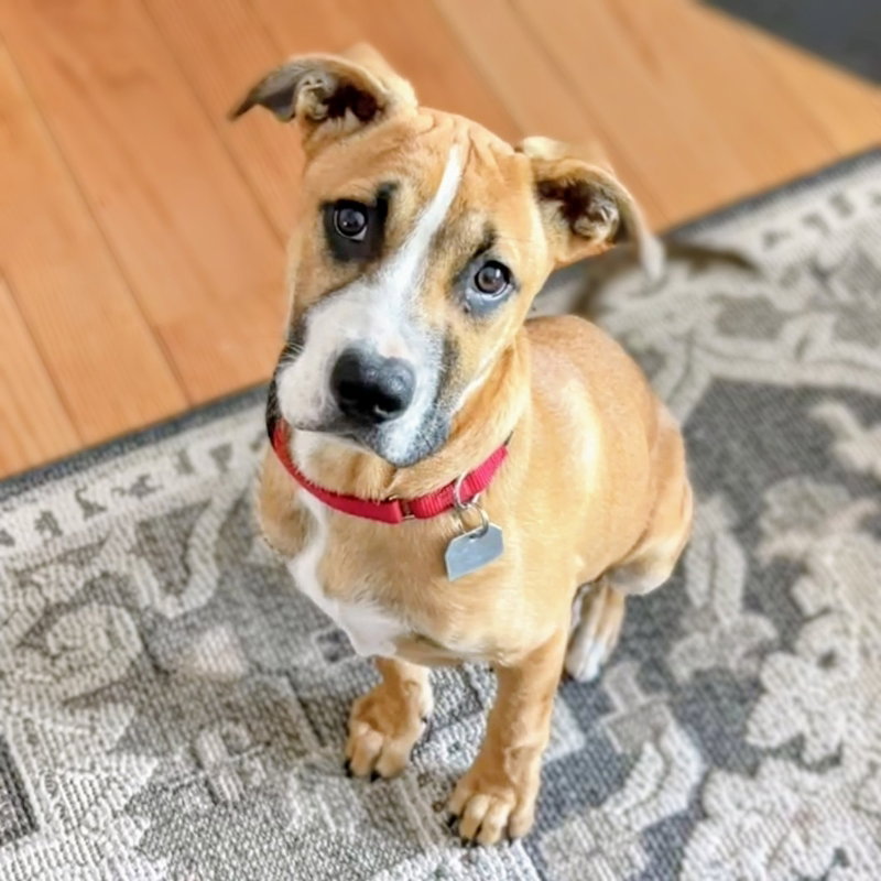 Beau