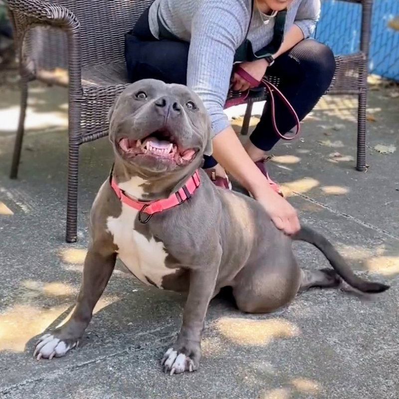 Goliath
