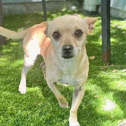 Dog adoption in Oakland, CA 94601: Chihuahua / Mixed Dog "Papi"