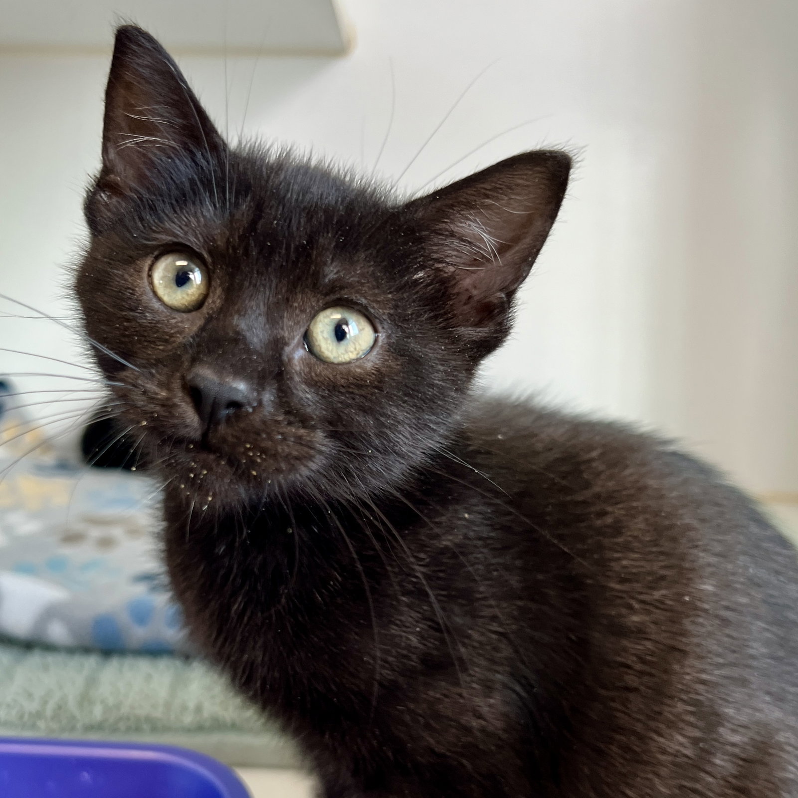 Binx