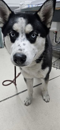 Dog for Adoption - Poshmark, a Husky in San Mateo County, CA | Alpha Paw