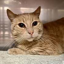 Adoptable Cats