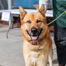 Adoptable Dogs