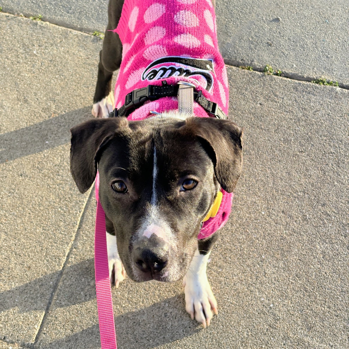 Laila