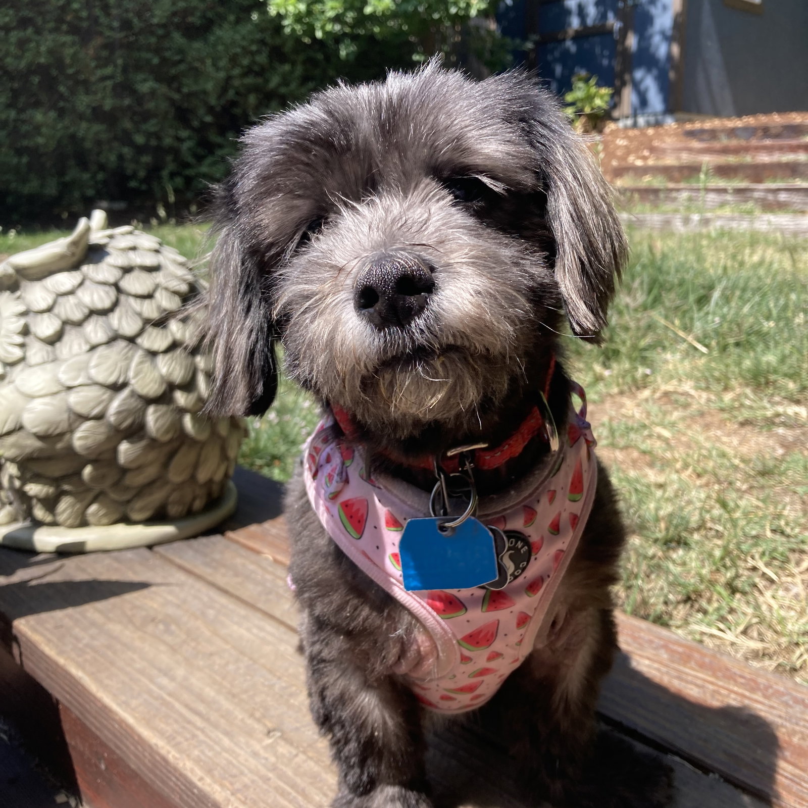 Millie