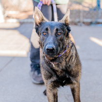 Adoptable Dogs