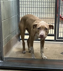 Adoptable Dogs