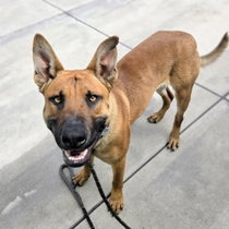 Adoptable Dogs