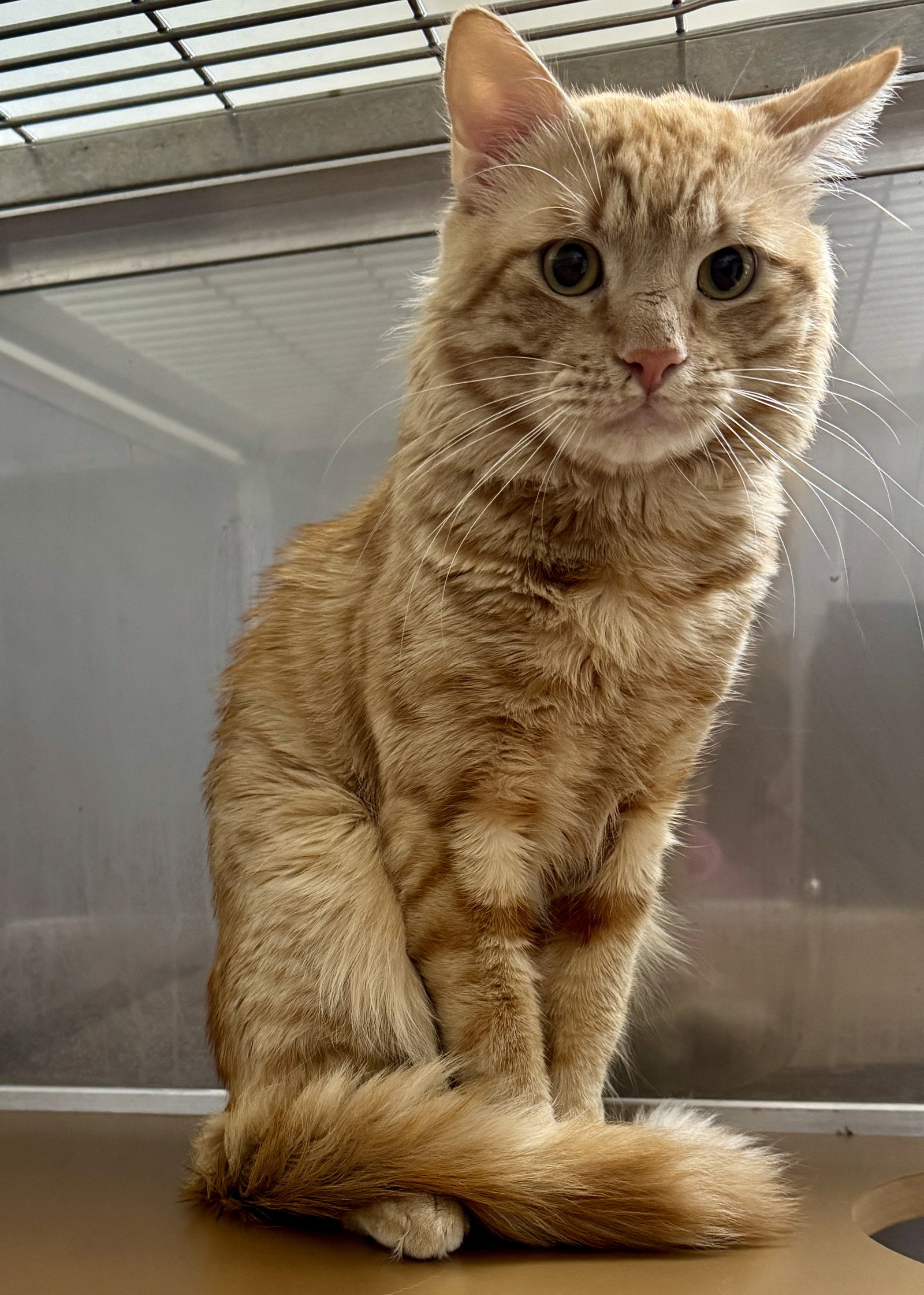 Ginger Snap