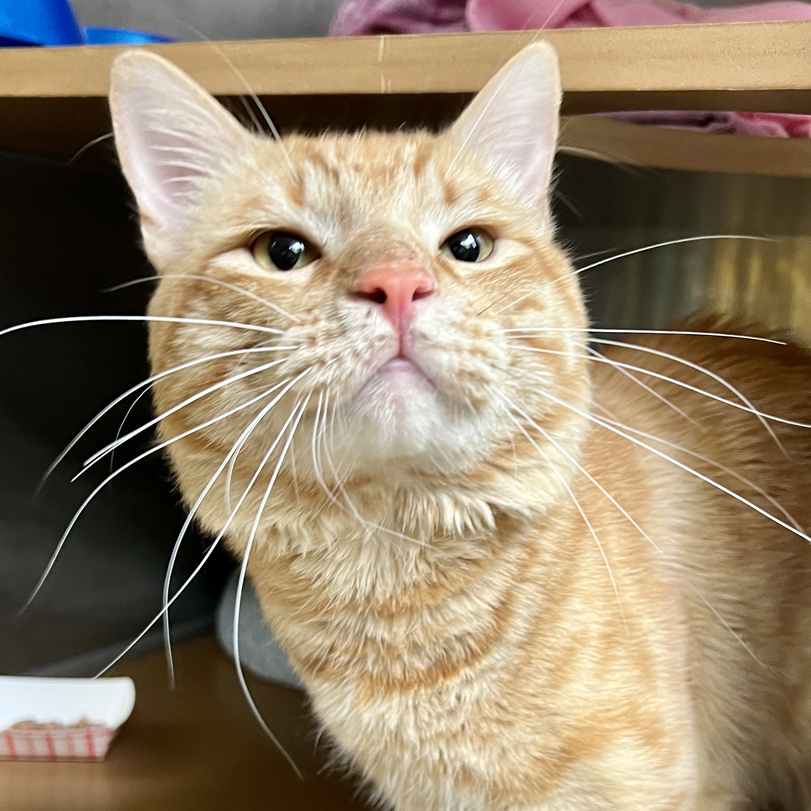 Ginger Snap