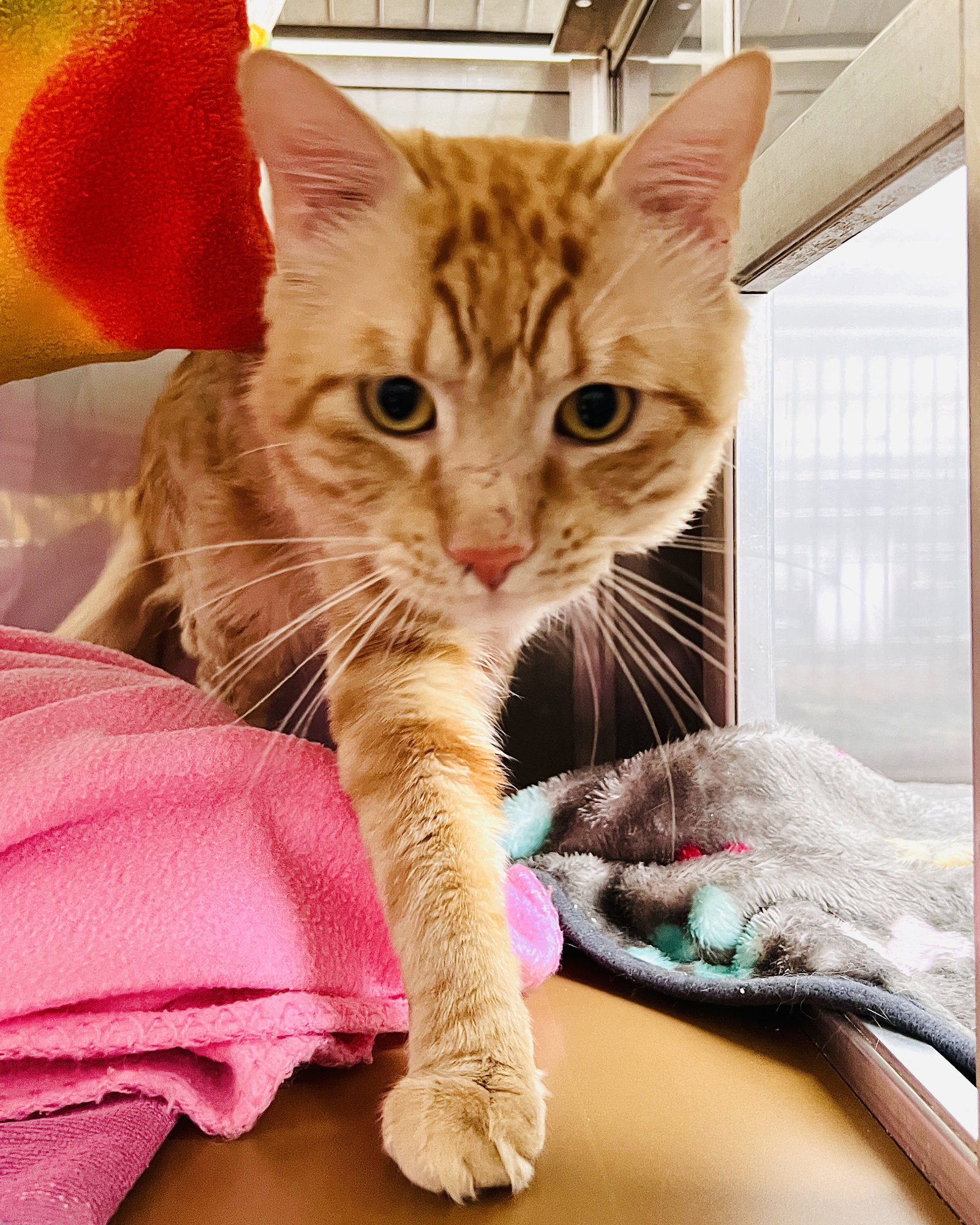 Ginger Snap