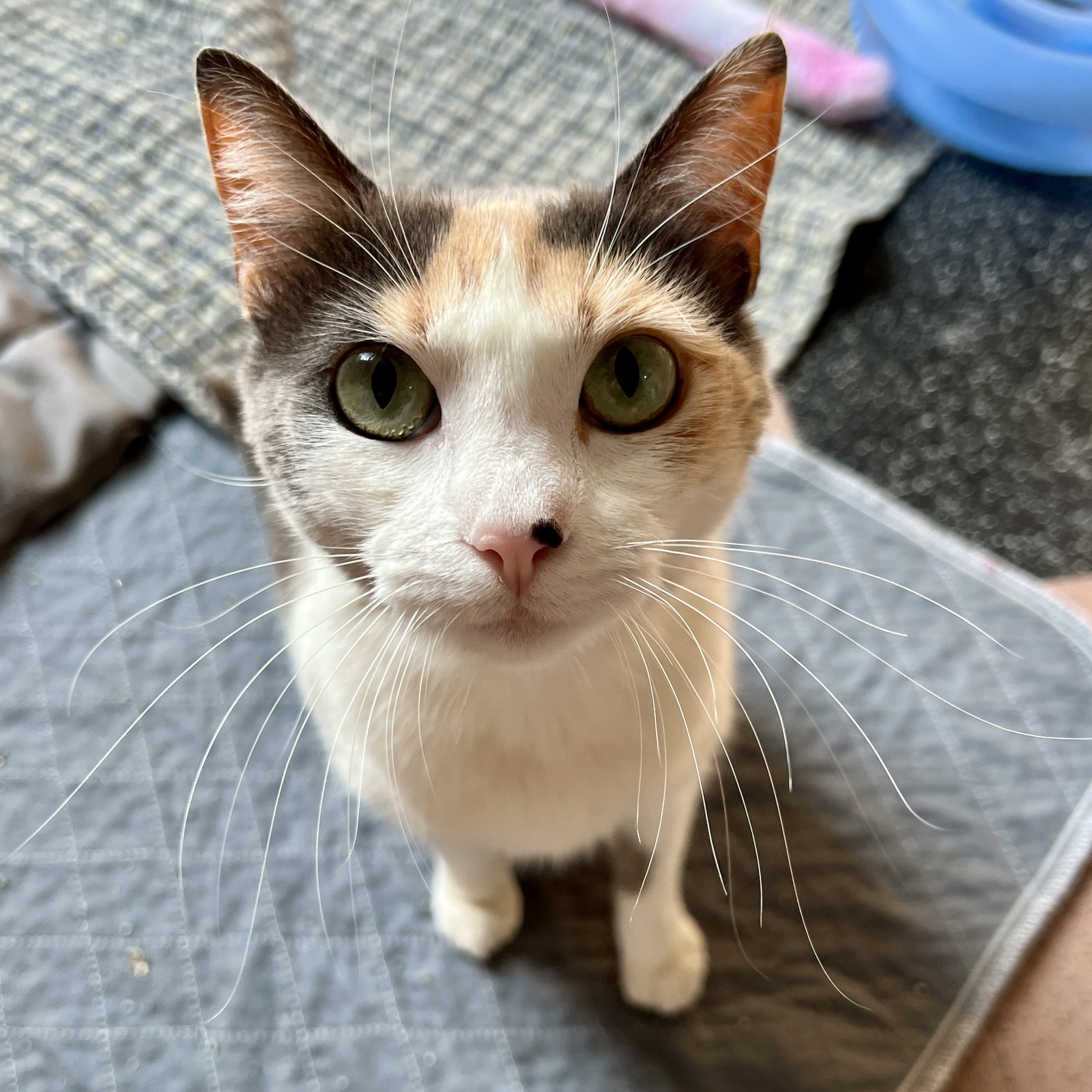 Miss Sybil