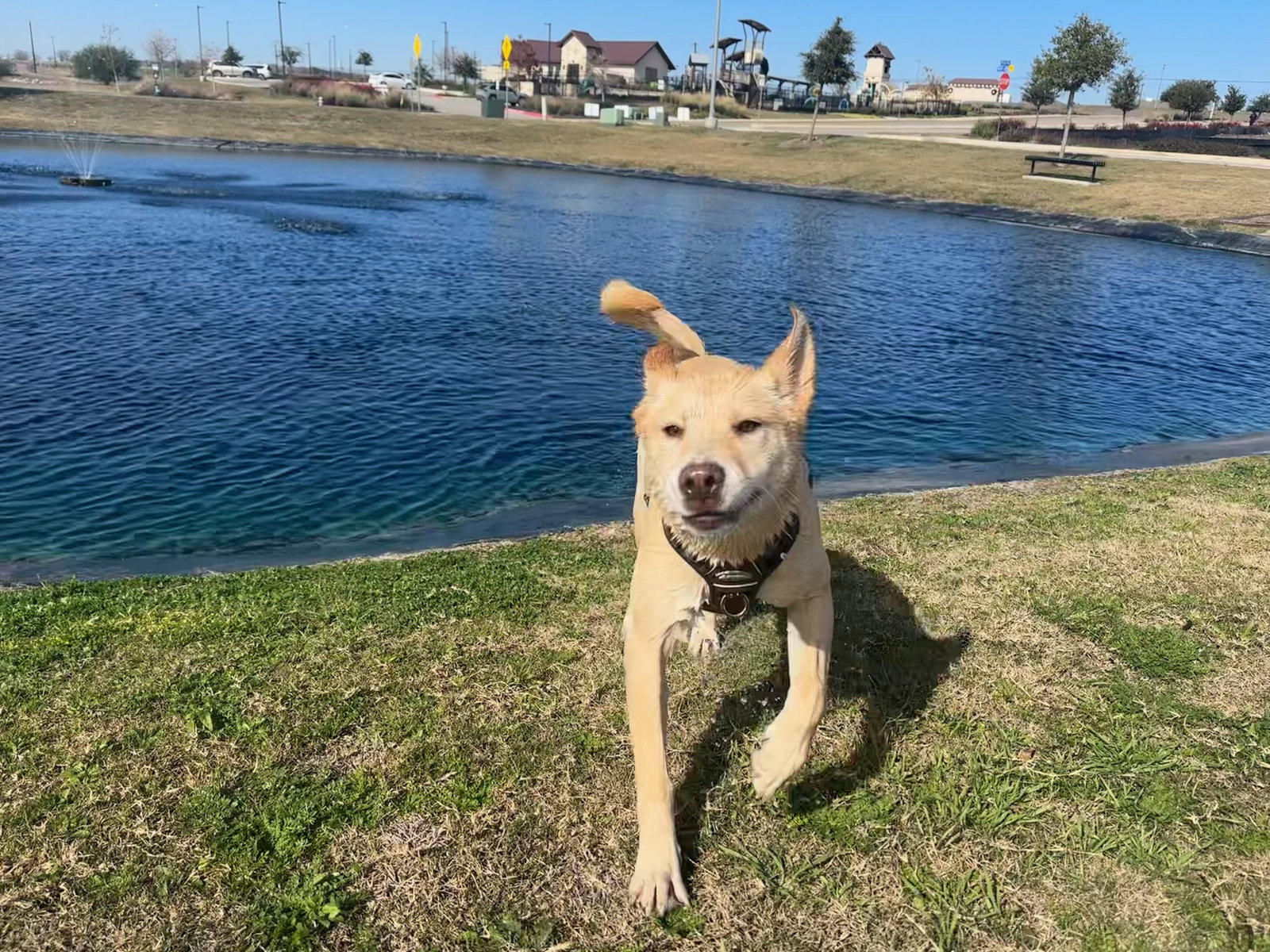 Dog for Adoption - Remy, a Labrador Retriever in Converse, TX | Alpha Paw