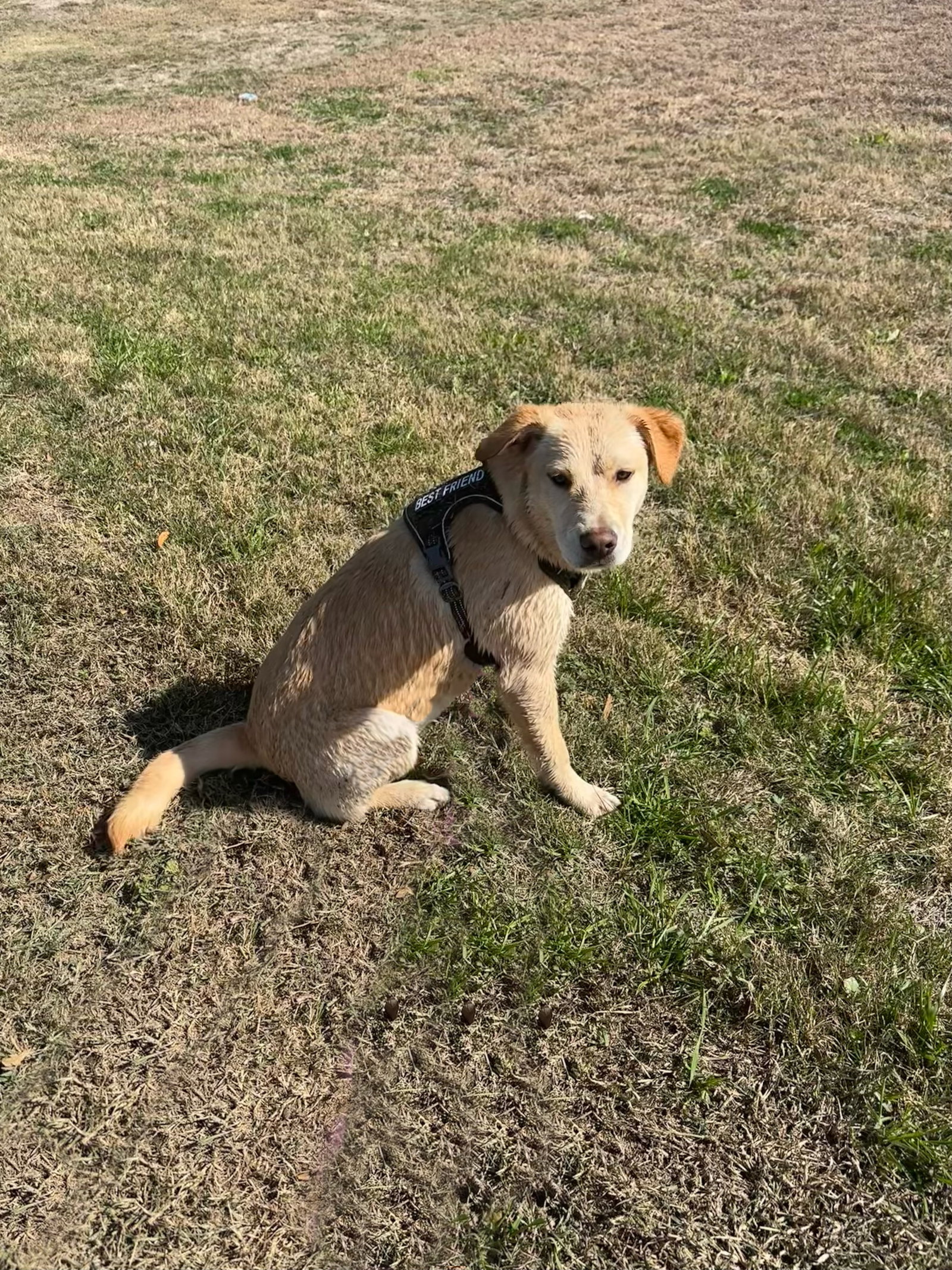 Dog for Adoption - Remy, a Labrador Retriever in Converse, TX | Alpha Paw