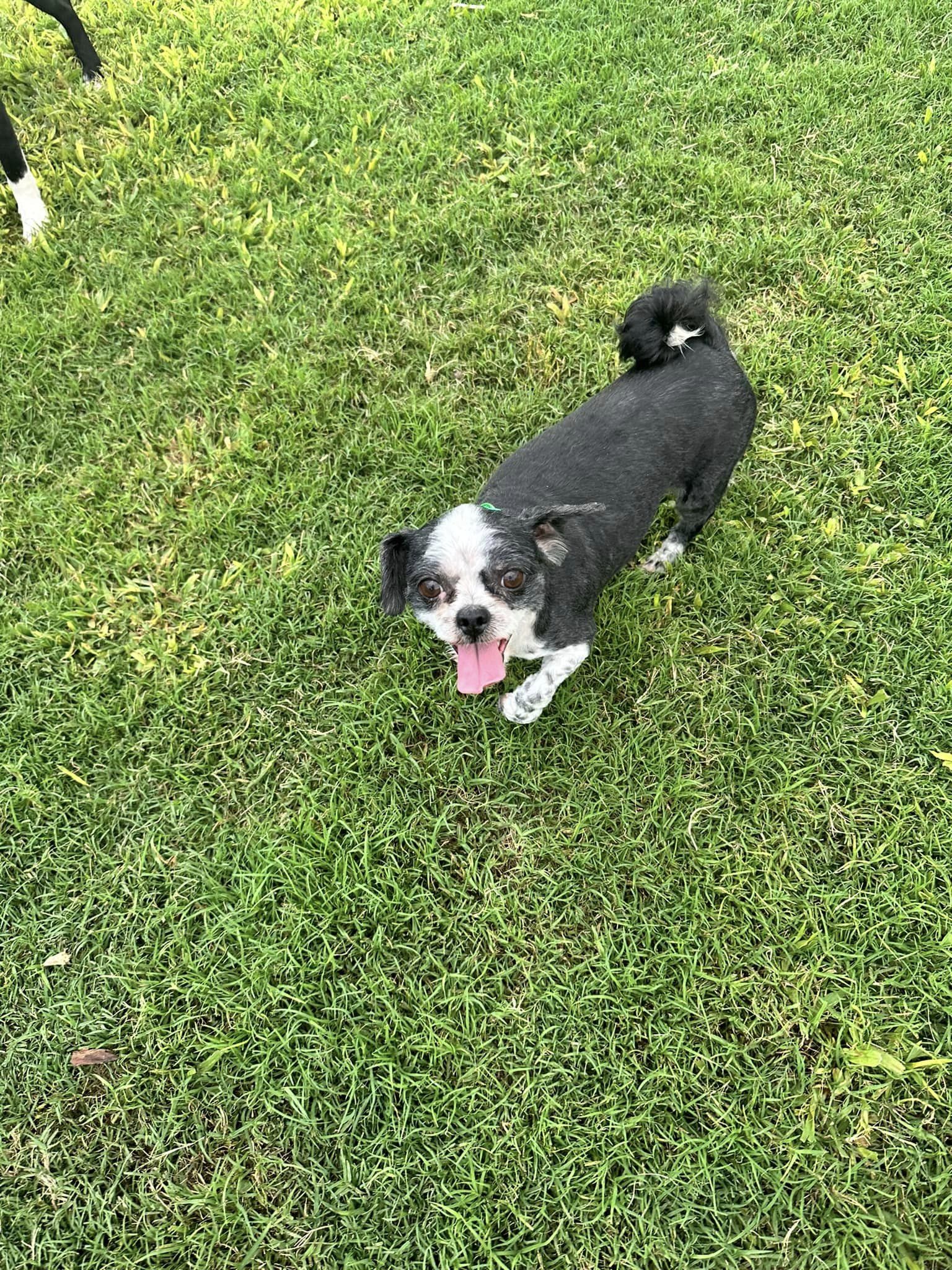 Dog for Adoption - Brodie, a Shih Tzu in Murrells Inlet, SC | Alpha Paw