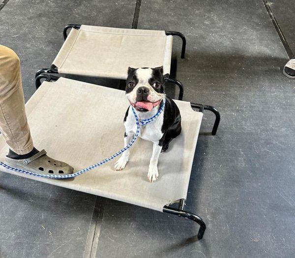 Dog for Adoption - Evander, a Boston Terrier in Whiteville, NC | Alpha Paw