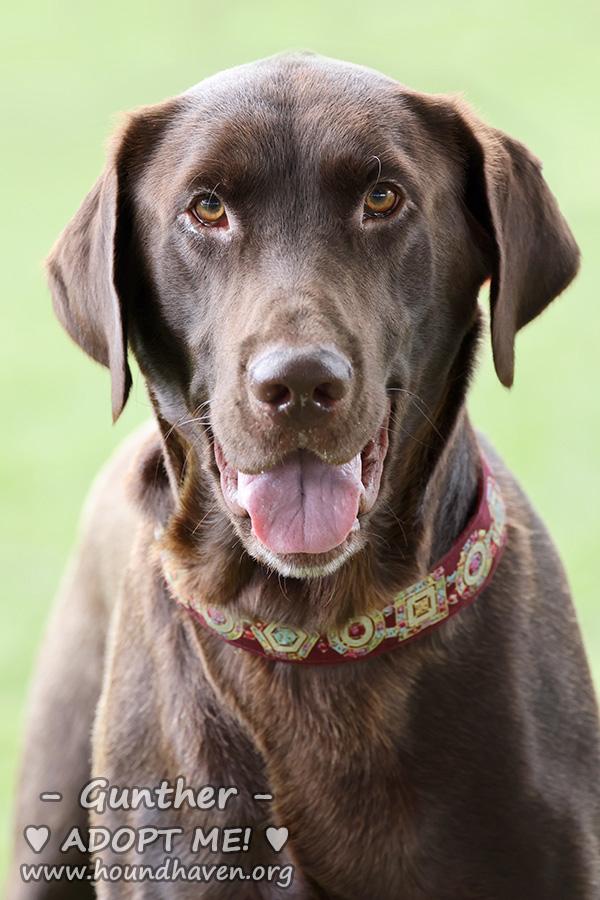 Dog for Adoption - Gunther, a Chocolate Labrador Retriever in Volusia ...