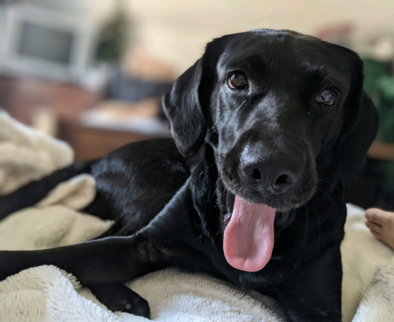 Dog for Adoption - CLOVER-Pending Adoption, a Black Labrador Retriever ...