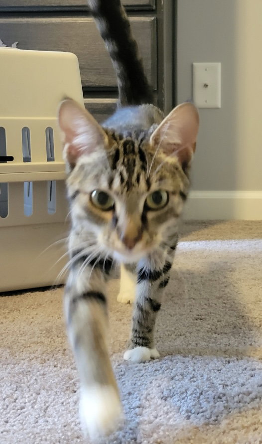 Cats for Adoption in Greenwich, Ohio | Alpha Paw