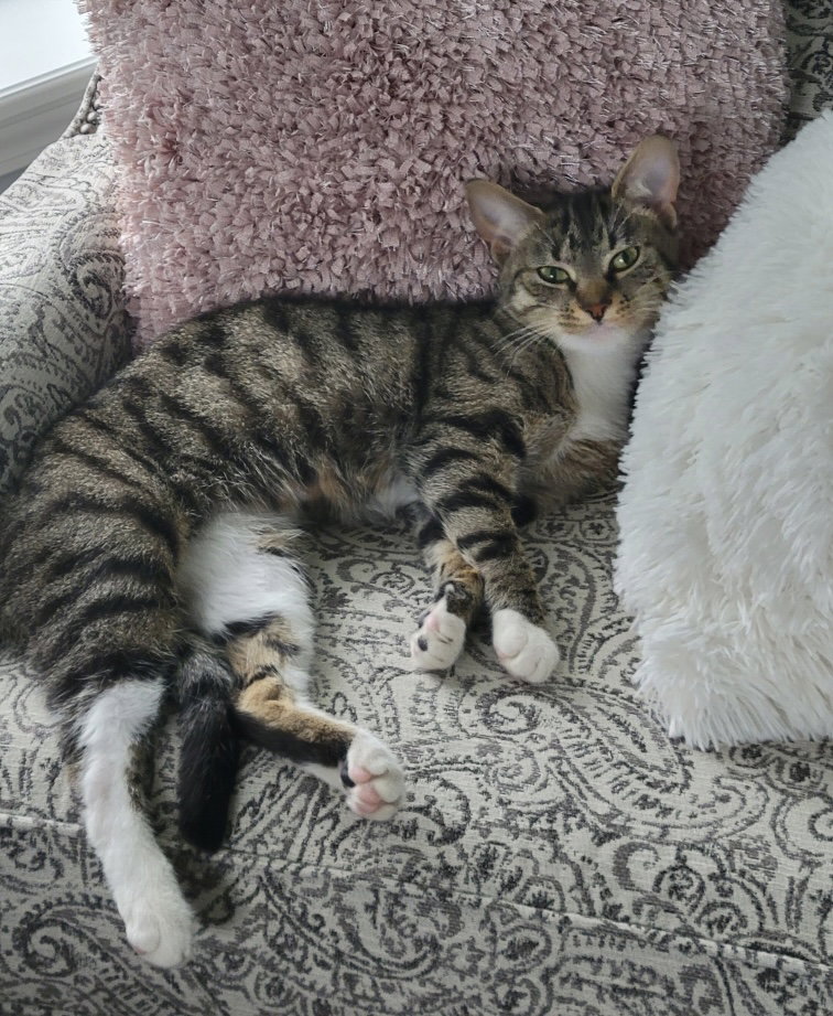 Cats for Adoption in Greenwich, Ohio | Alpha Paw