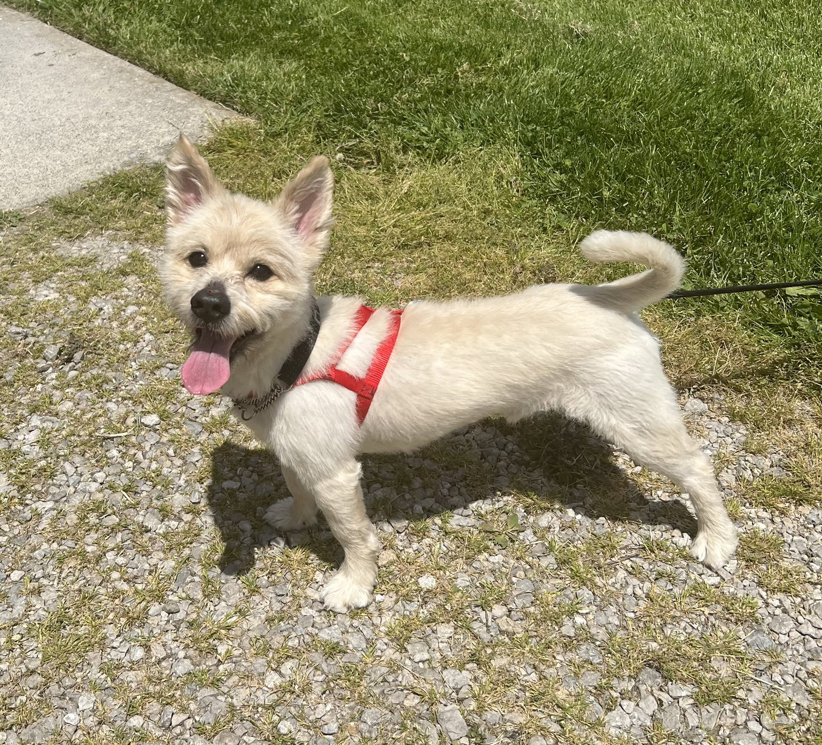Dog for Adoption - ALFIE, a West Highland White Terrier Westie in Gates ...