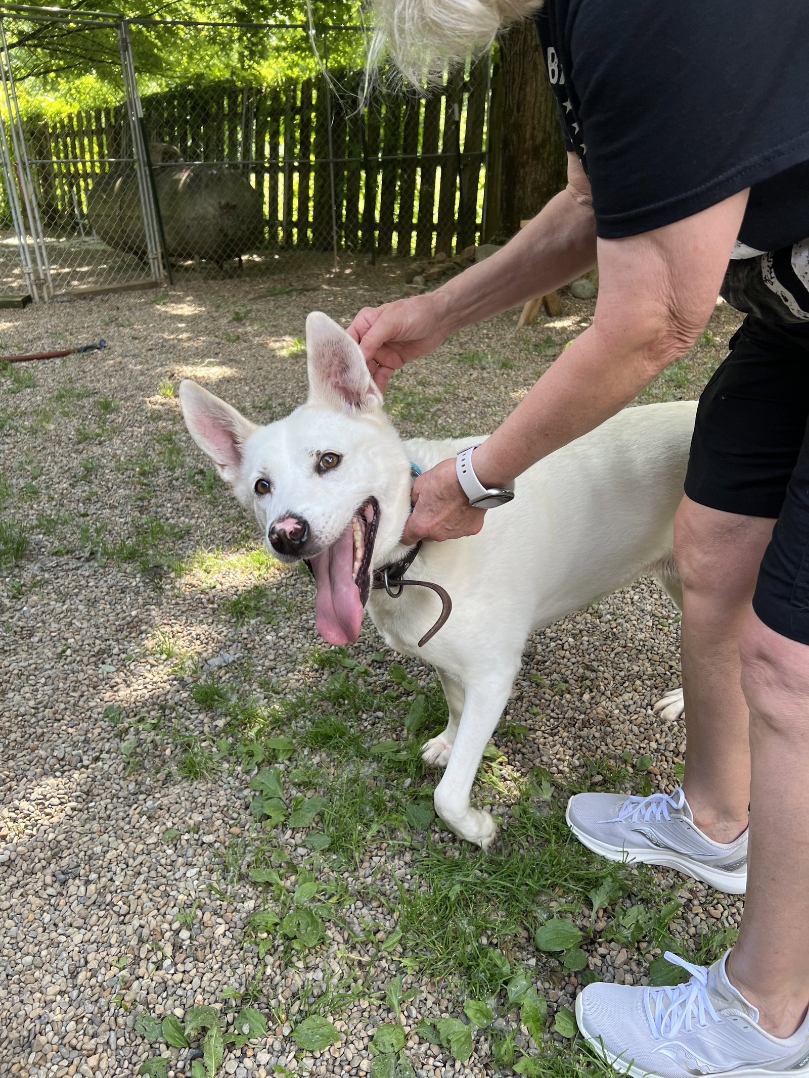 Dog for Adoption - SADIE-Special needs, a White German Shepherd in Port ...